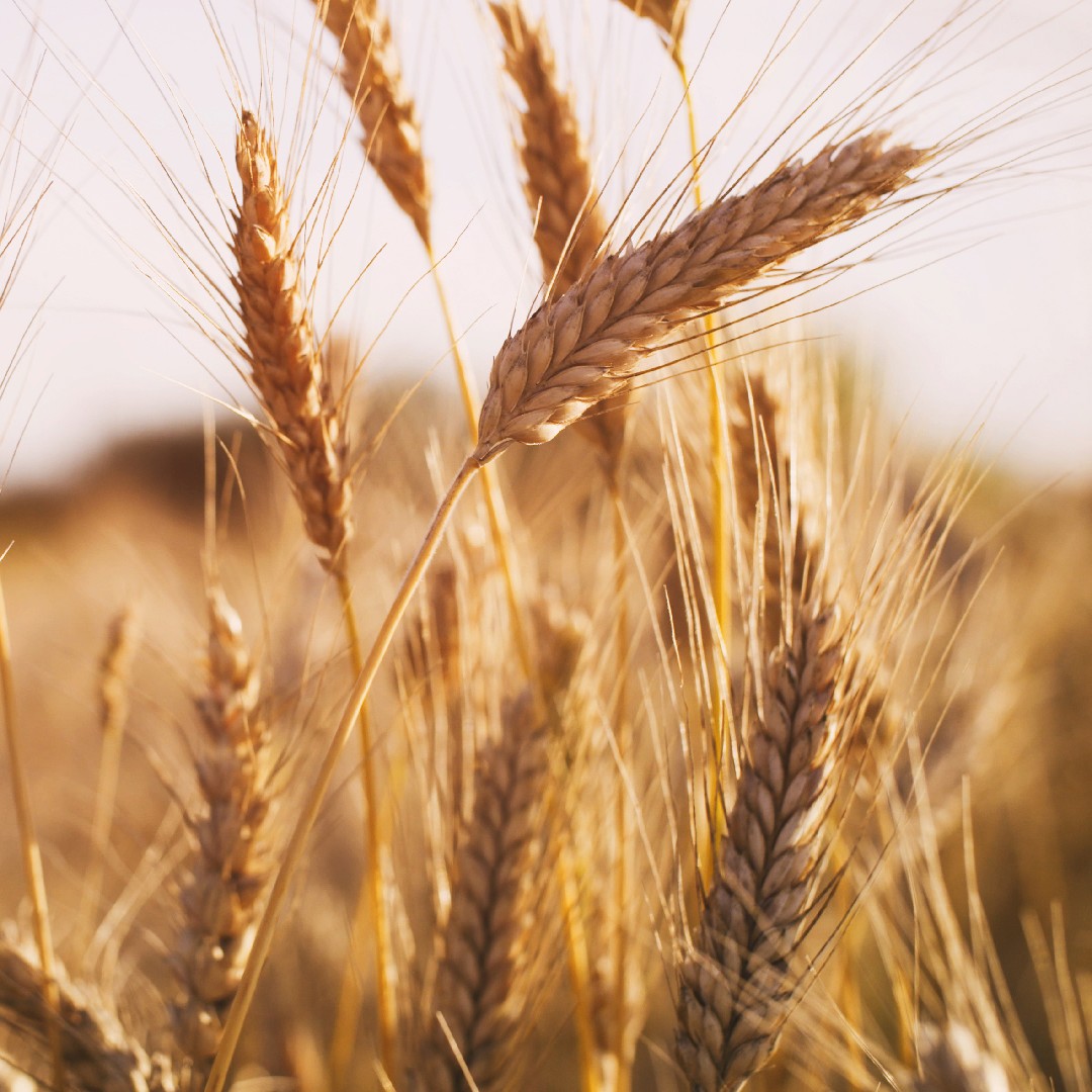 Secale cereale - PictureThis