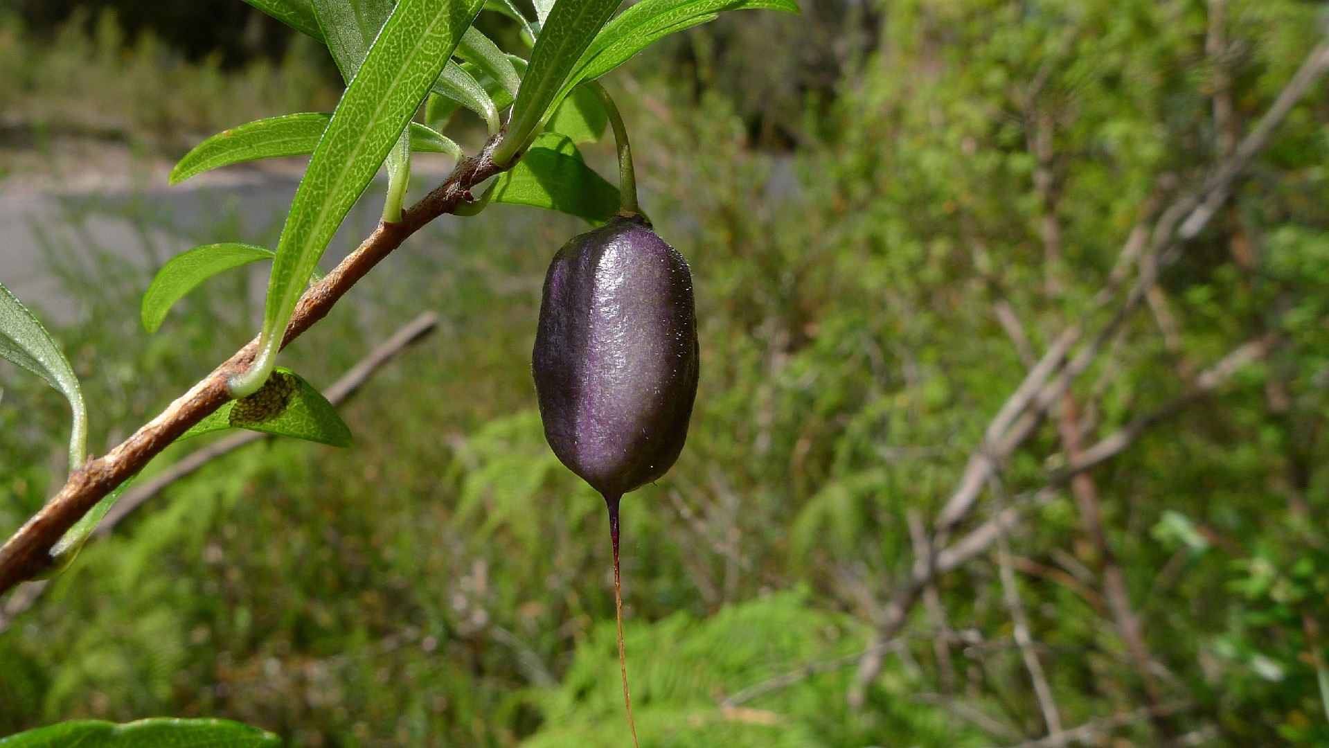 Billardiera longiflora - PictureThis