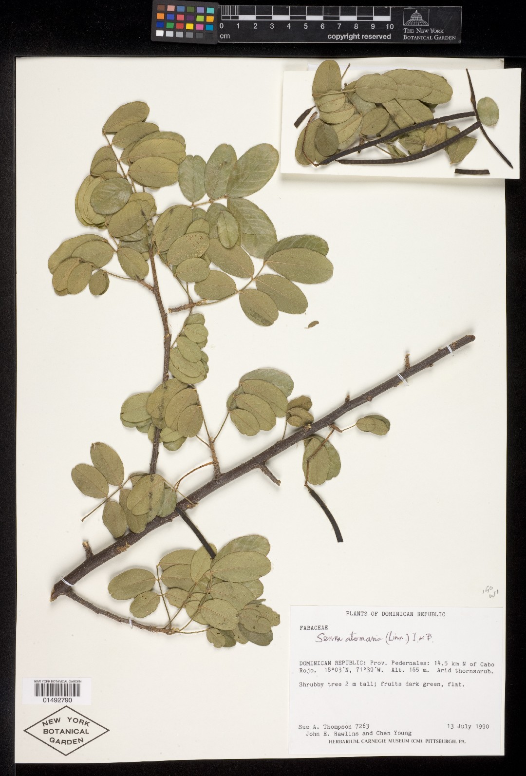 Senna atomaria - PictureThis