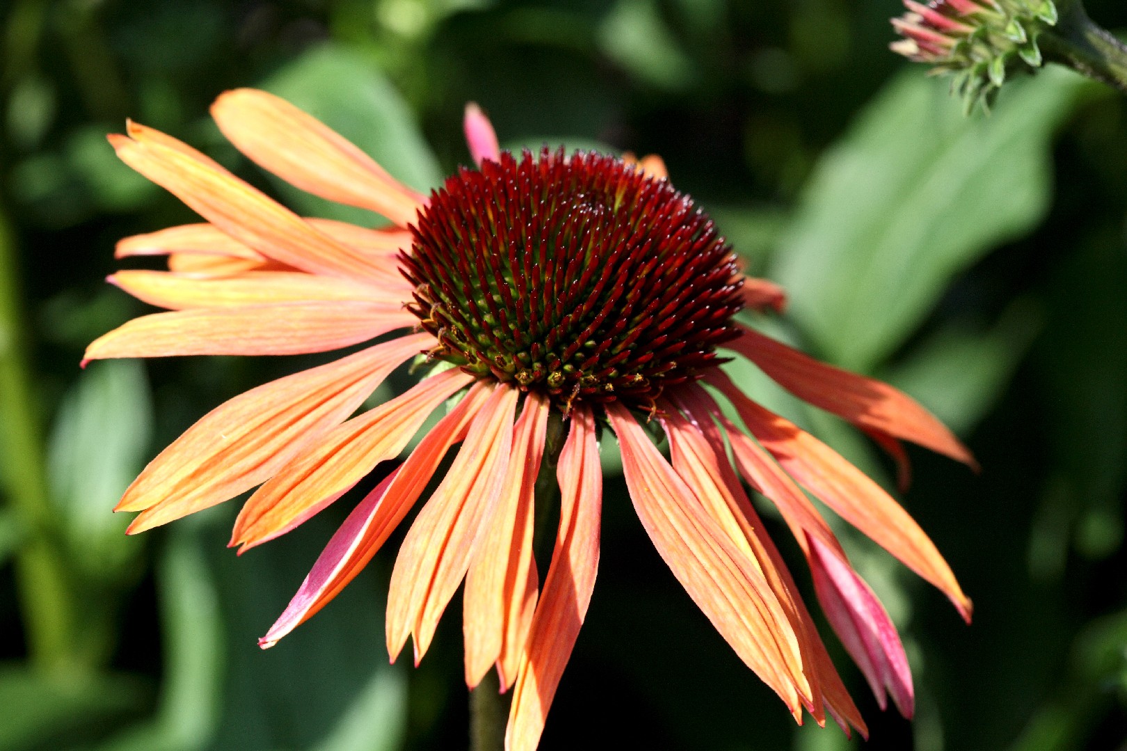Echinacea purpurea 'Sundown' - PictureThis