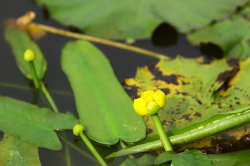 Nuphar japonicum - PictureThis
