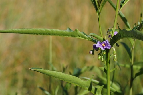 Solanum simile Flower, Leaf, Uses - PictureThis