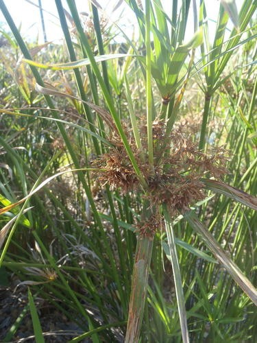 Cyperus alternifolius subsp. textilis - PictureThis