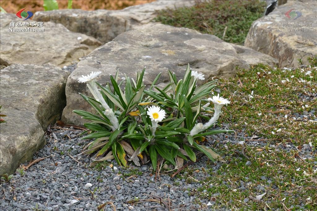 Celmisia spectabilis - PictureThis