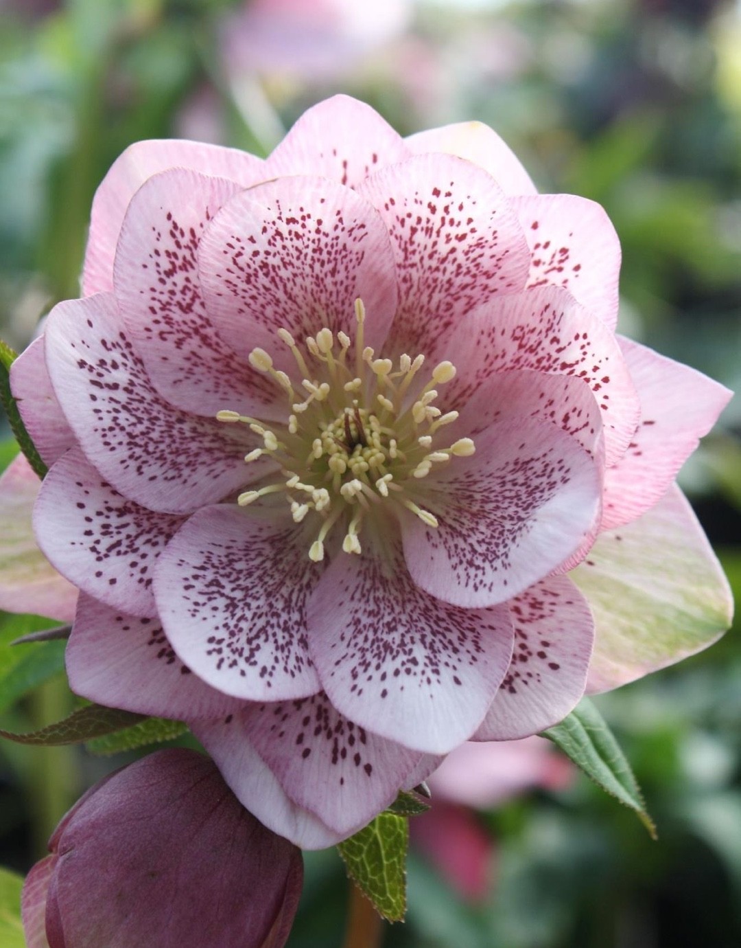 Helleborus × hybridus 'Phoebe' - PictureThis