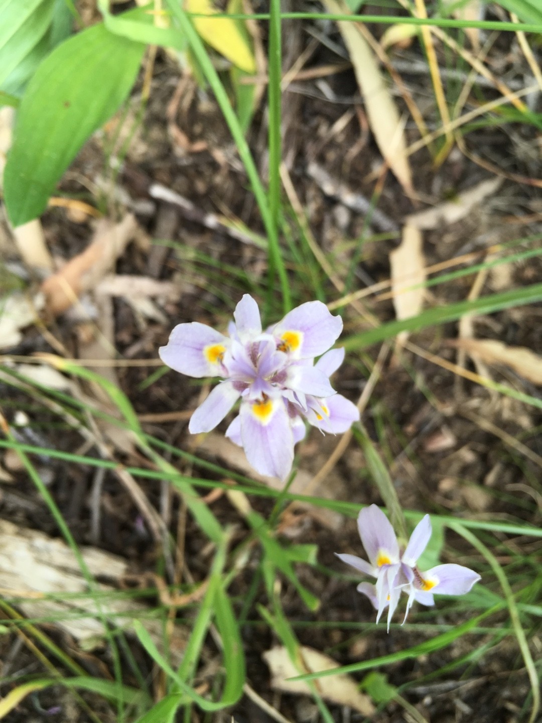Moraea setifolia - PictureThis