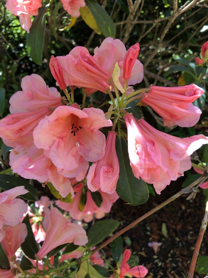 Rhododendron (Rhododendron) - PictureThis