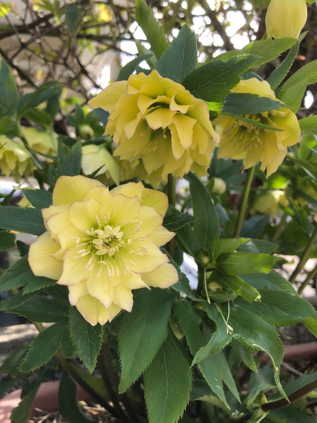 Helleborus orientalis 'First Dance' - PictureThis