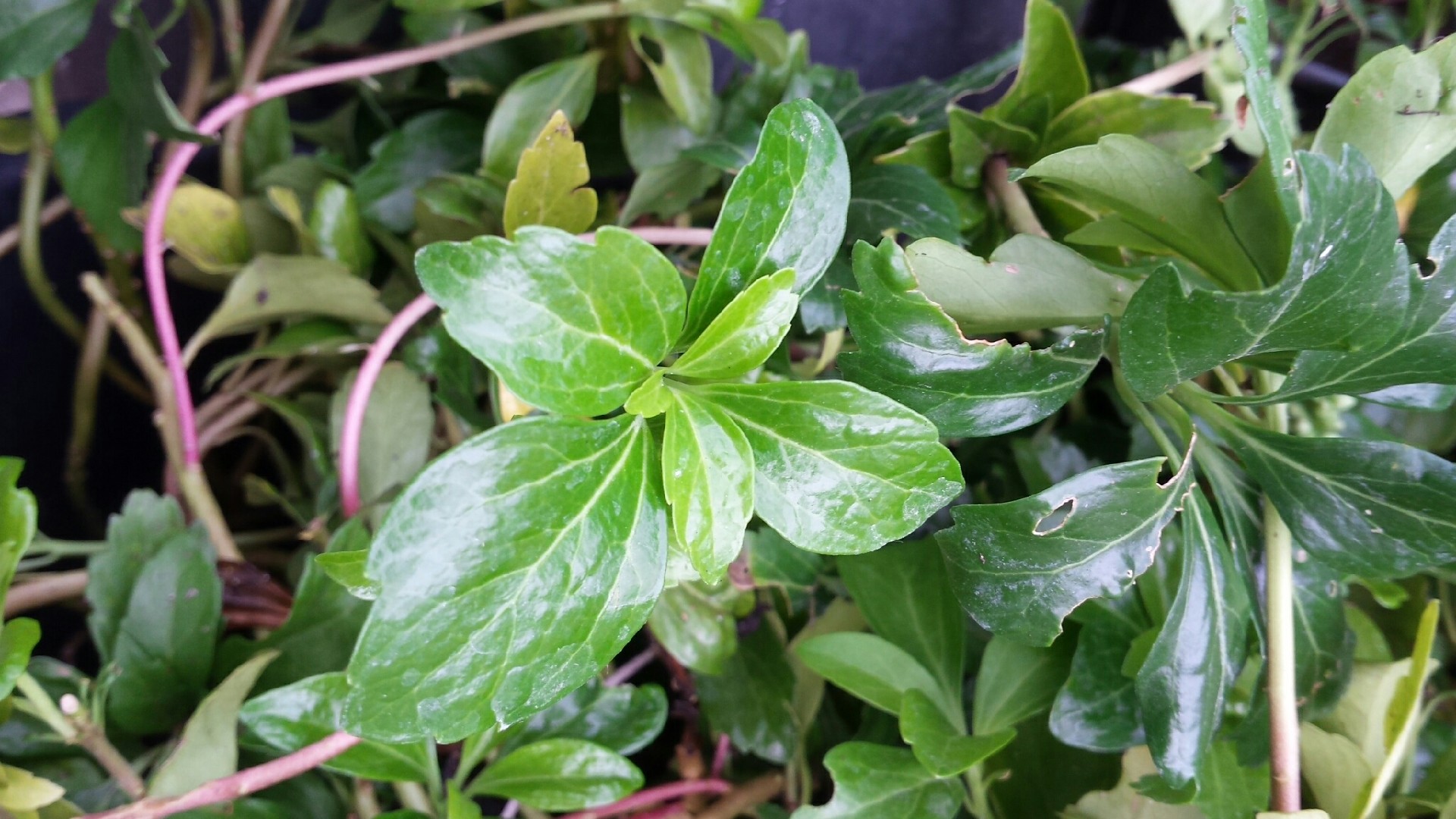 Pachysandra terminalis 'Green Sheen' - PictureThis