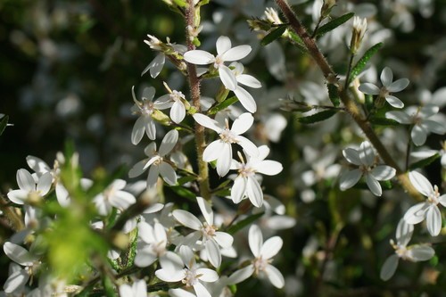 Olearia ramulosa - PictureThis