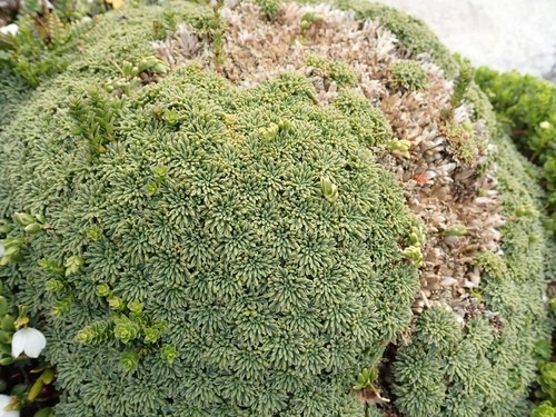 Bolax gummifera Flower, Leaf, Care, Uses - PictureThis