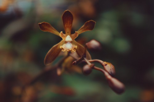 Encyclia alata subsp. parviflora (Encyclia alata subsp. parviflora ...