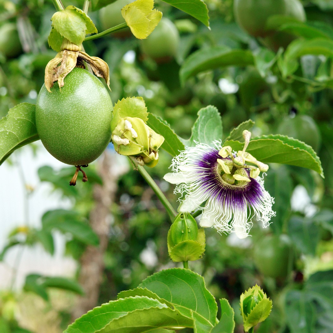 Страстоцвет съедобный (Passiflora edulis) - PictureThis