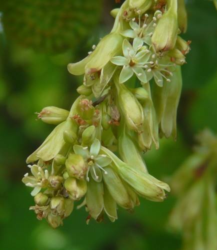 American buckwheat vine (Brunnichia ovata) Flower, Leaf, Uses - PictureThis