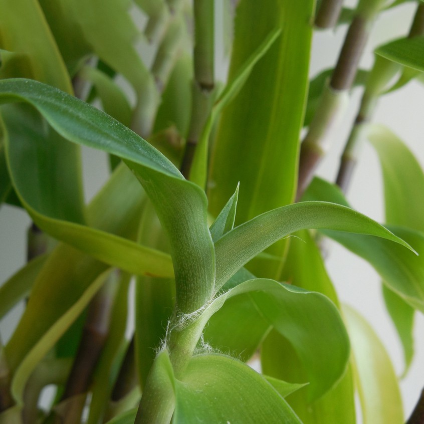 Falsa bromelia (Callisia fragrans) - PictureThis