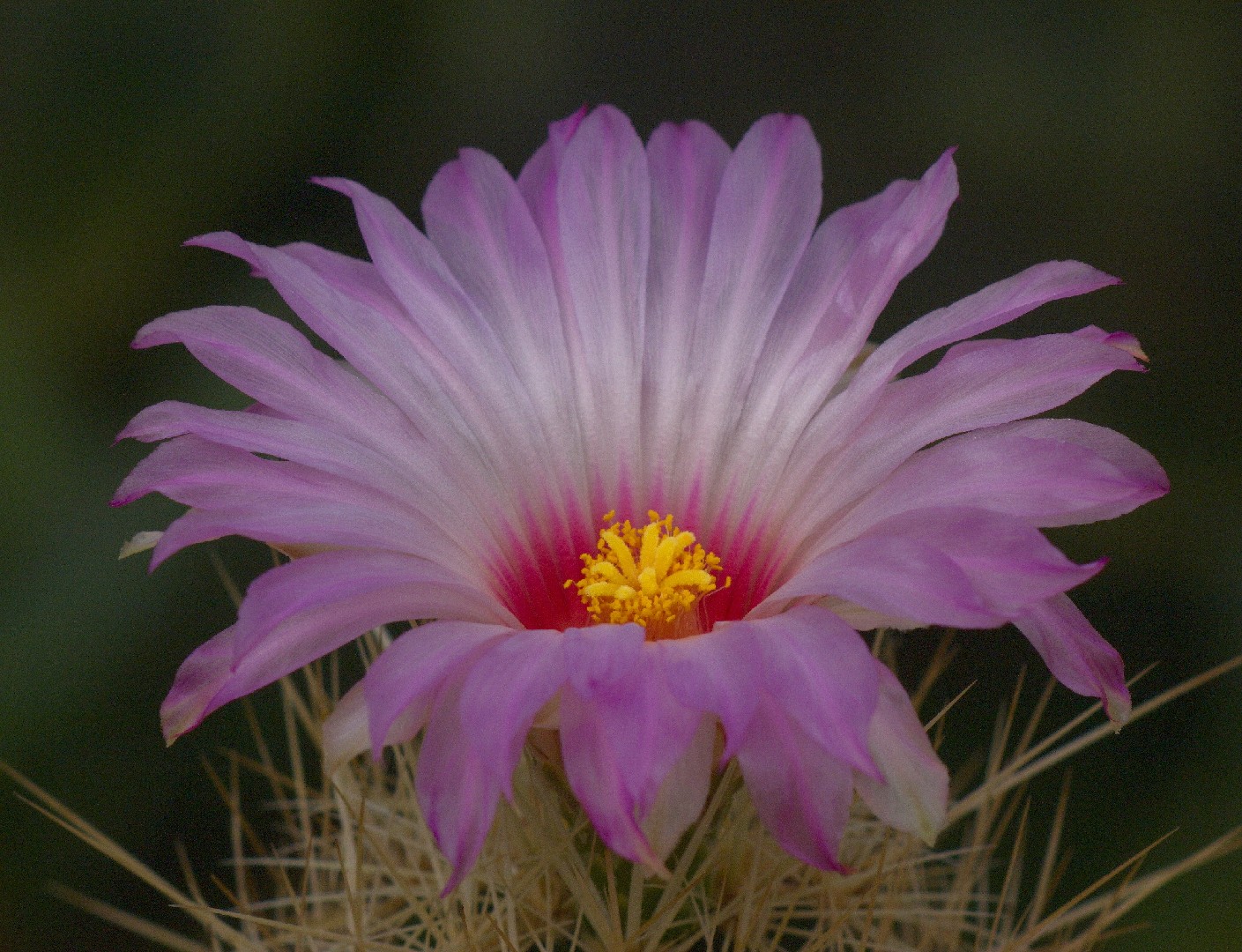 Thelocactus bicolor 일상보호(키우기, 가지치기, 파종) - PictureThis