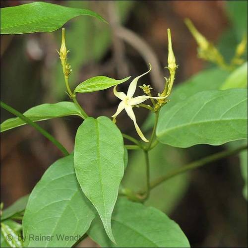 Cryptolepis sanguinolenta - PictureThis