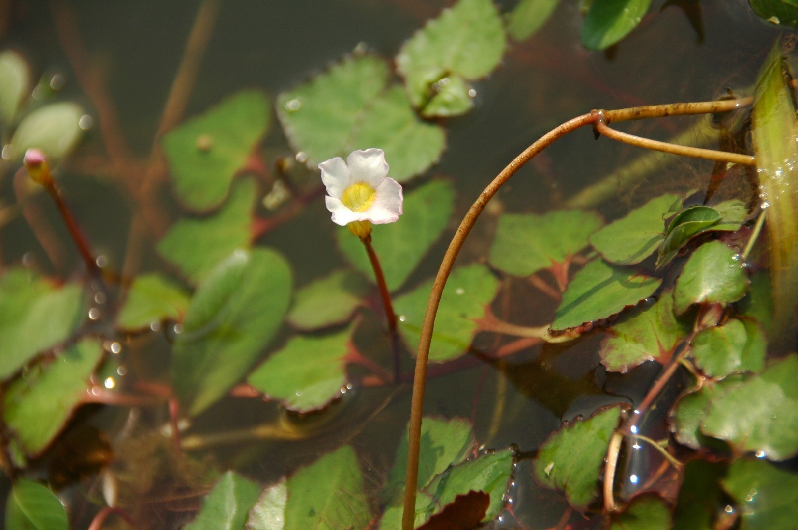 Trapella sinensis - PictureThis