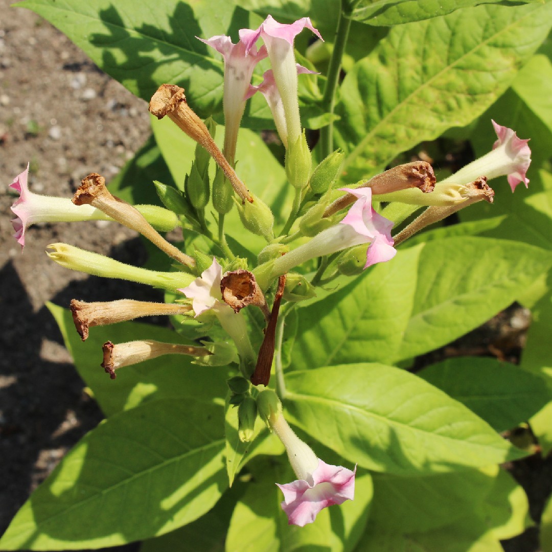 Tembakau (Nicotiana tabacum) - PictureThis