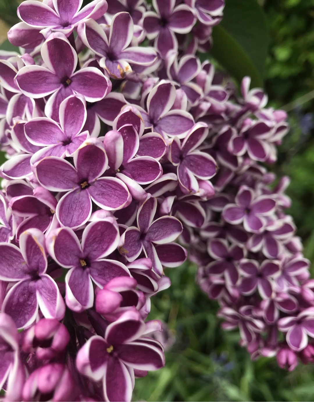 Syringa vulgaris 'Sensation' (Syringa vulgaris 'Sensation') - PictureThis