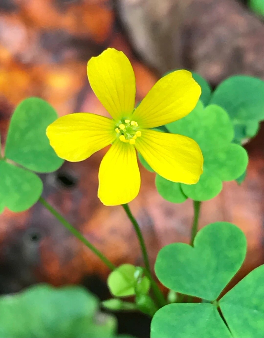 Slender yellow woodsorrel (Oxalis dillenii) Flower, Leaf, Care, Uses - PictureThis