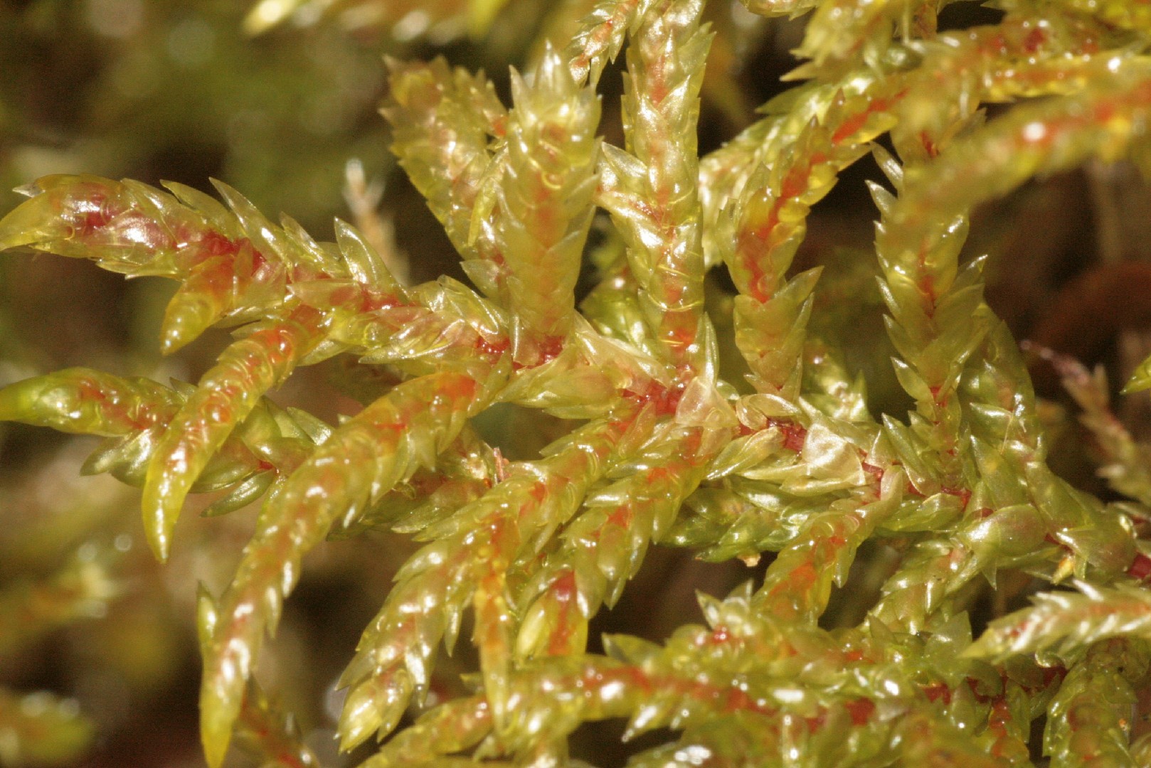 Pleurozium schreberi - PictureThis