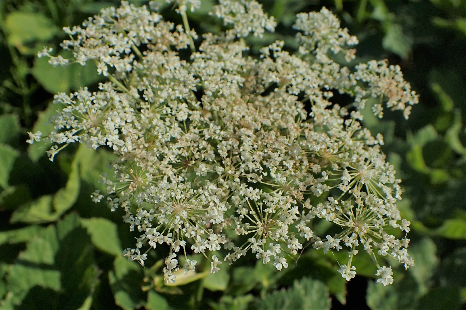 Imperatoria ostruthium - PictureThis