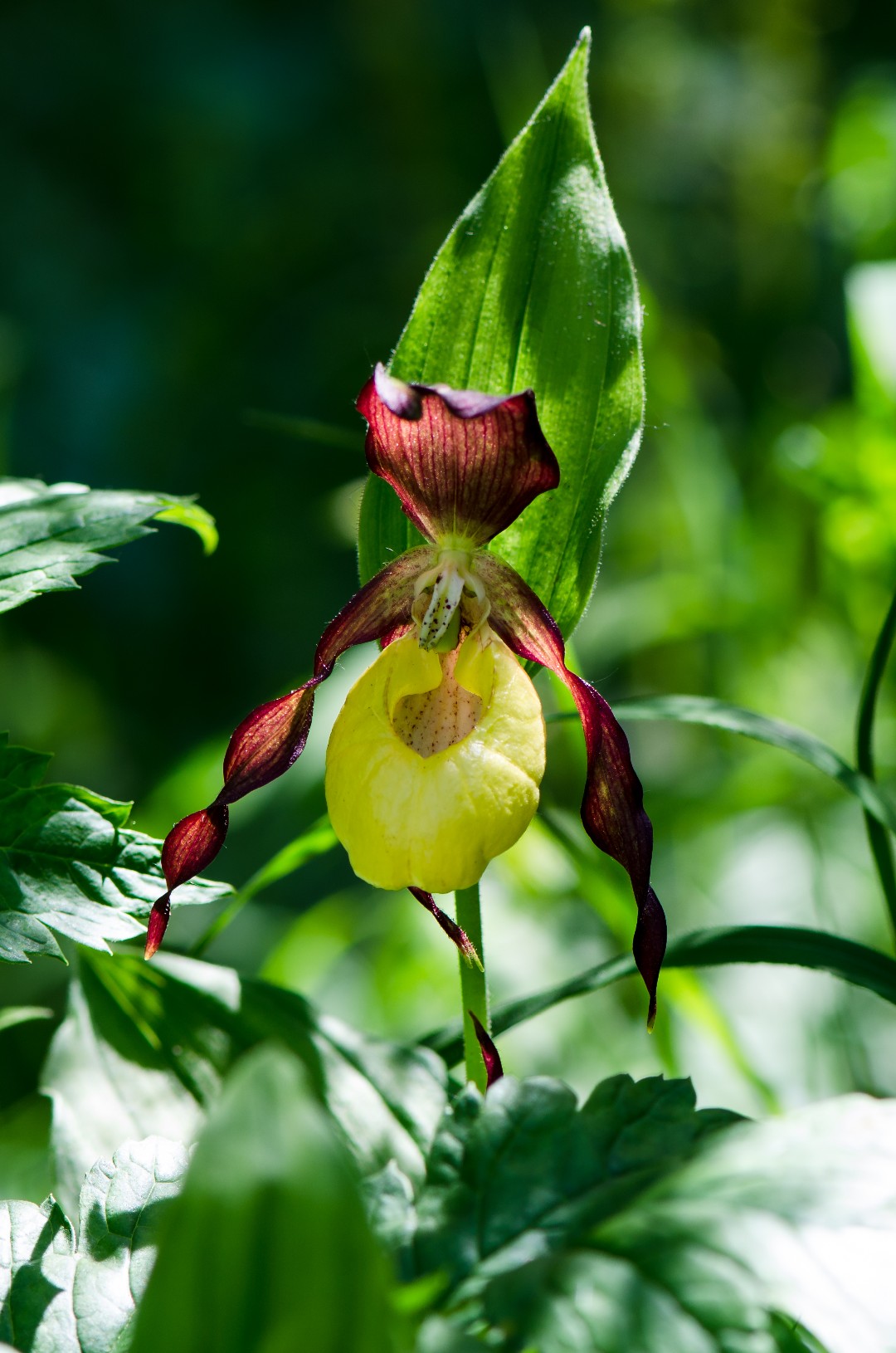 Cypripedium calceolus - PictureThis