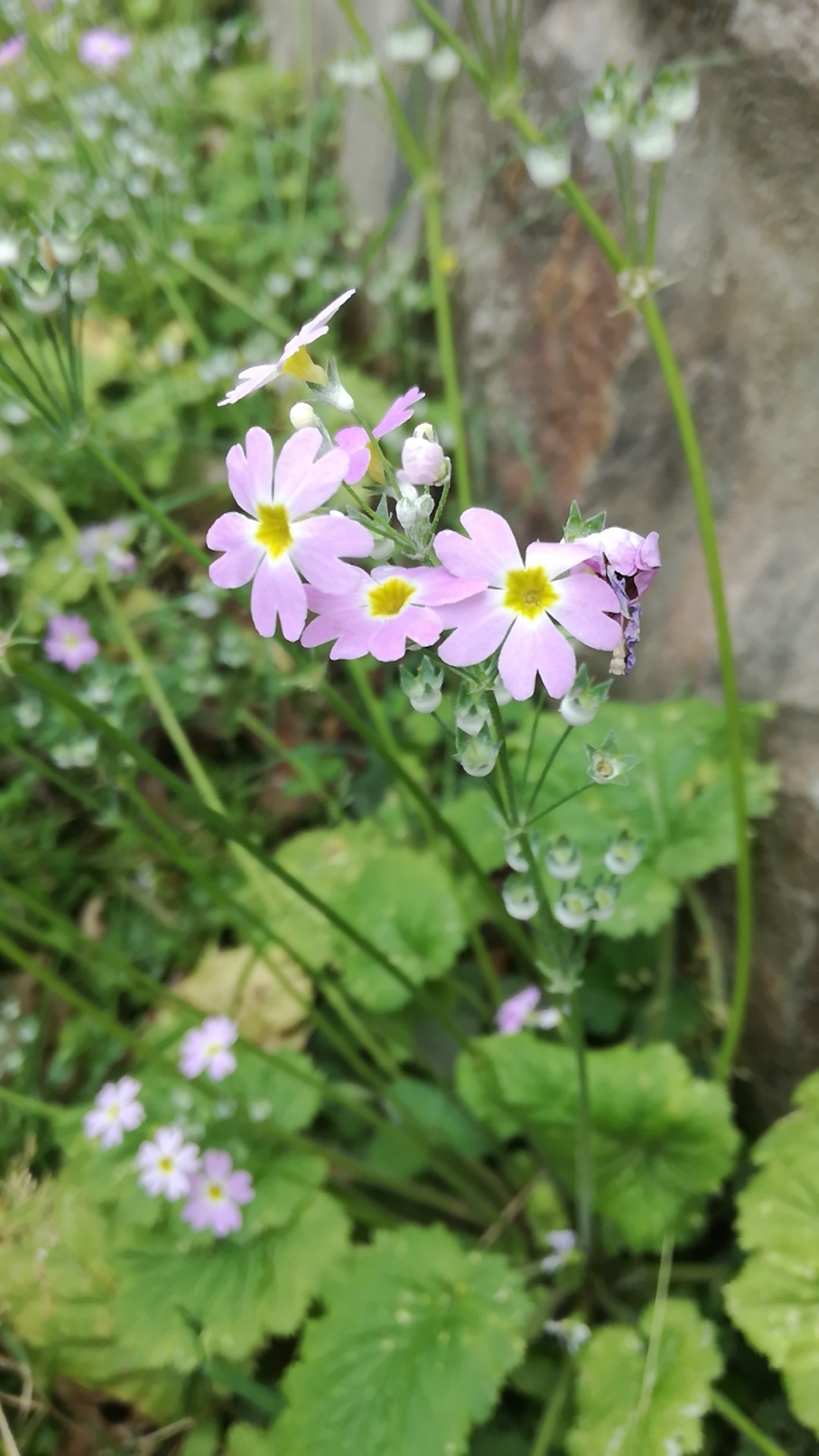 Primula malacoides - PictureThis