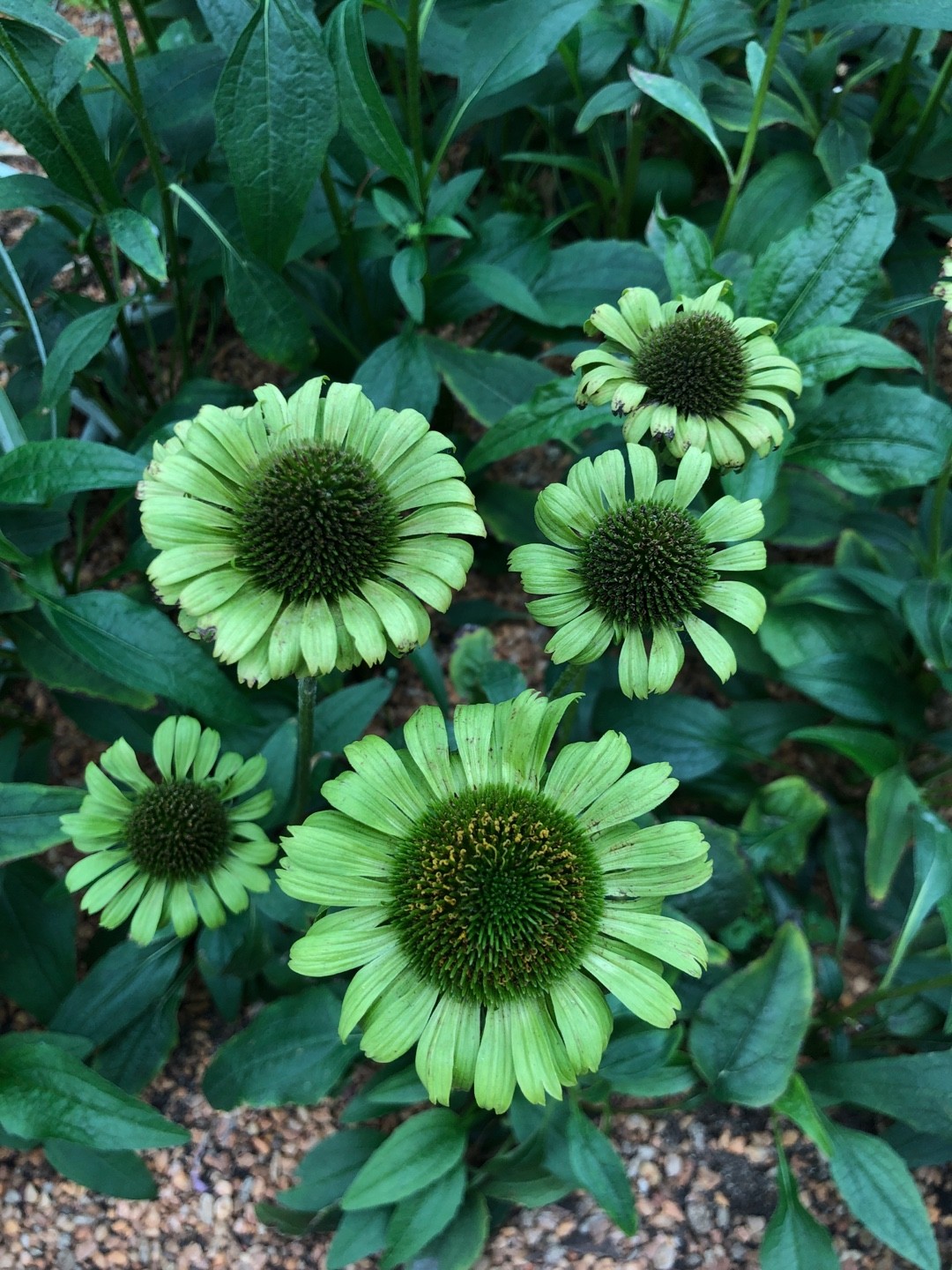 Echinacea purpurea 'Green Jewel' - PictureThis