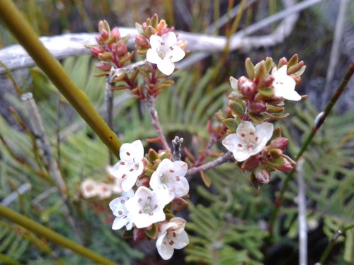 Epacris pauciflora - PictureThis
