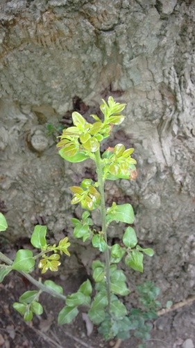 Peumo (Cryptocarya alba) - PictureThis