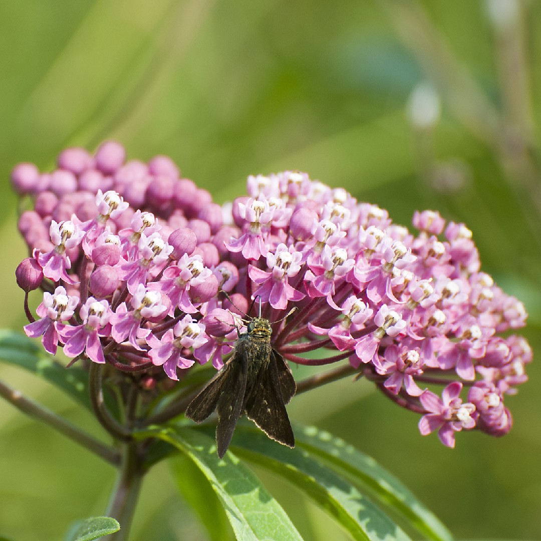 Asclepias (Asclepias) - Picturethis
