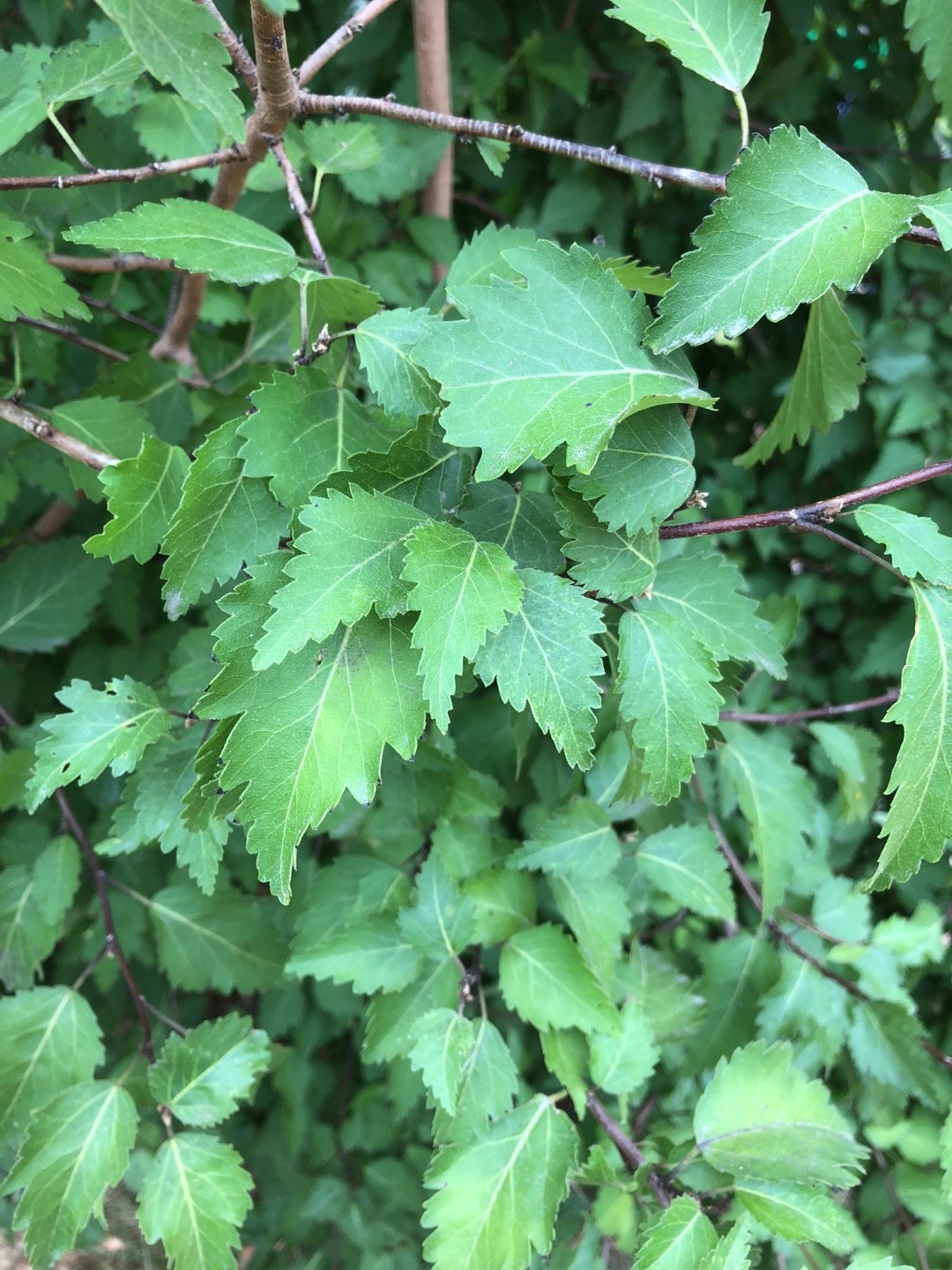 Plagianthus regius (Plagianthus regius) - PictureThis