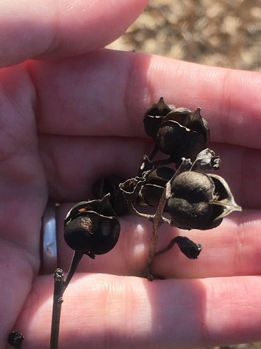 Aureolaria - PictureThis