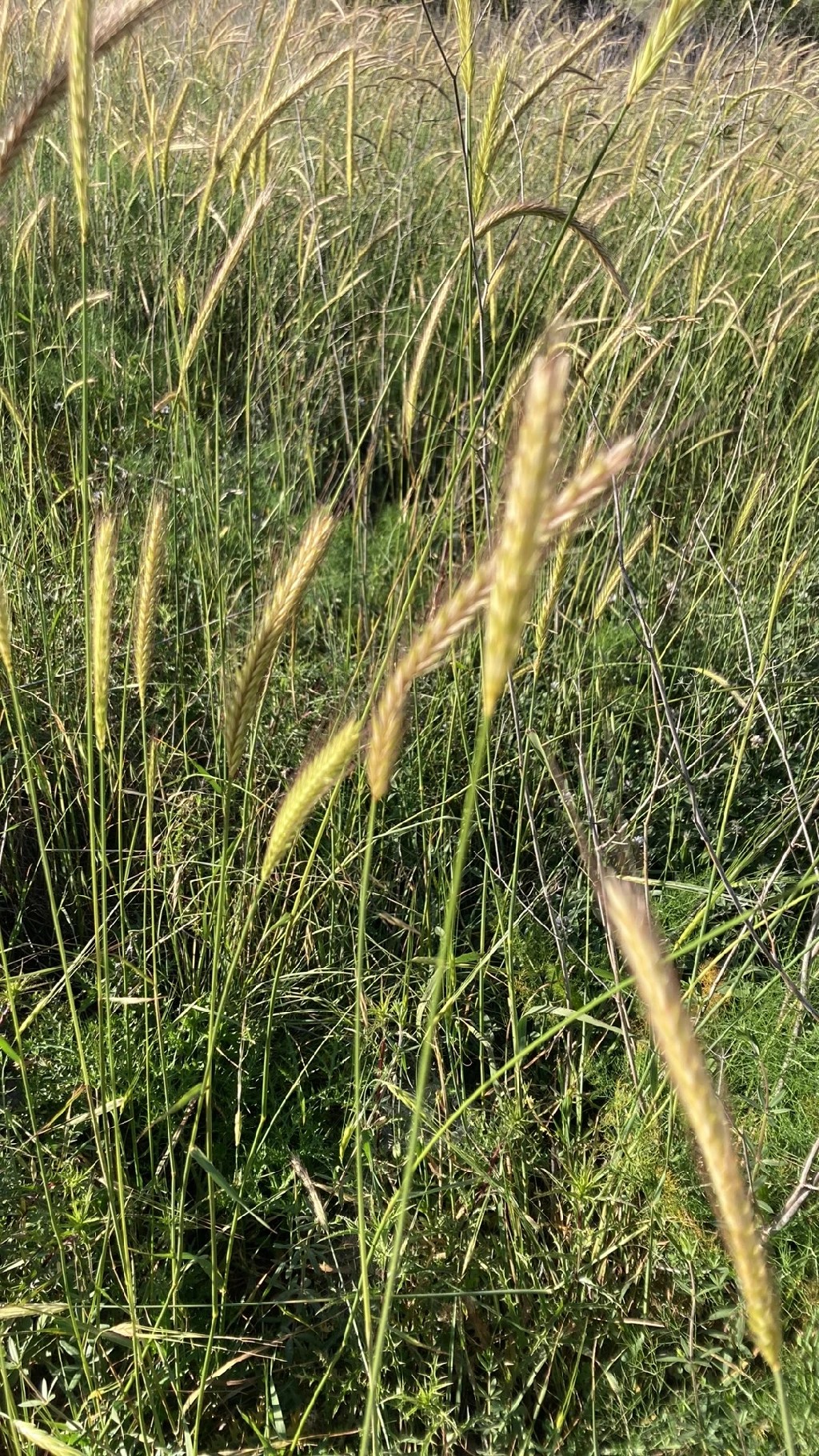 Hordeum bulbosum Cuidados (Plantando, Fertilizantes, Enfermedades ...