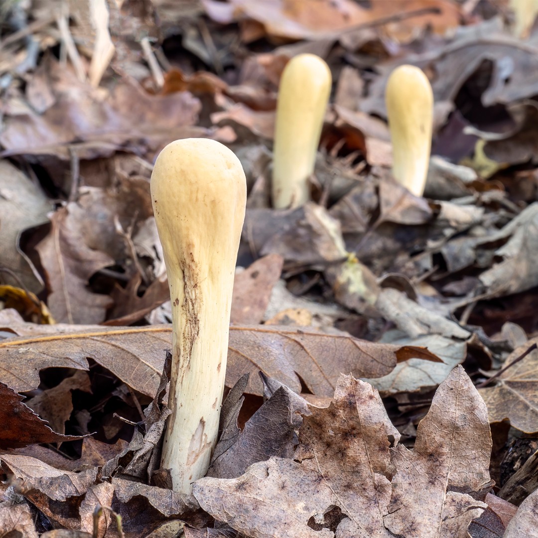 Gomphoid-phalloid clade (Clavariadelphaceae) Flower, Leaf, Care, Uses ...