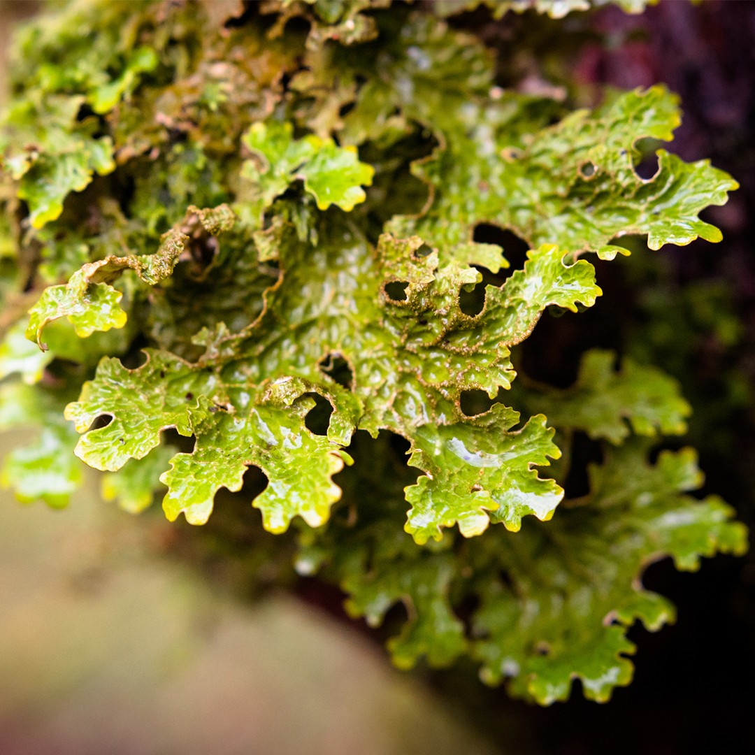 Lobariaceae Flower, Leaf, Care, Uses - PictureThis