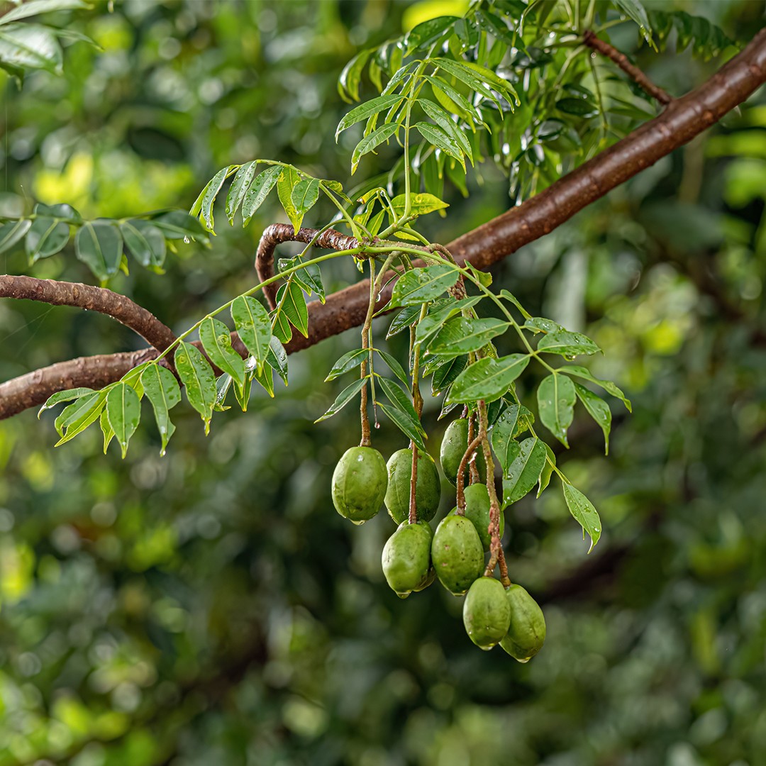 Jobo indio (Spondias dulcis) - PictureThis