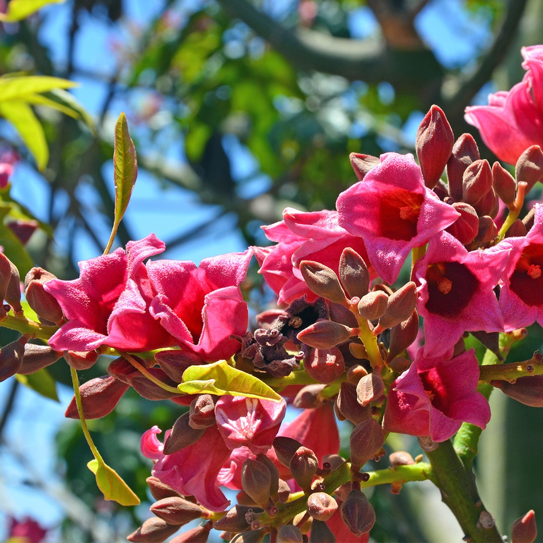 🍀 How to Grow and Care for Queensland lacebark