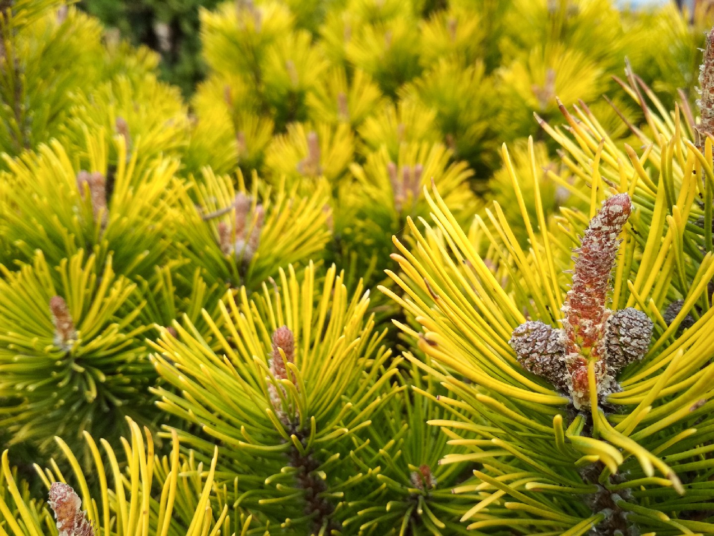Pinus mugo 'Winter Gold' - PictureThis