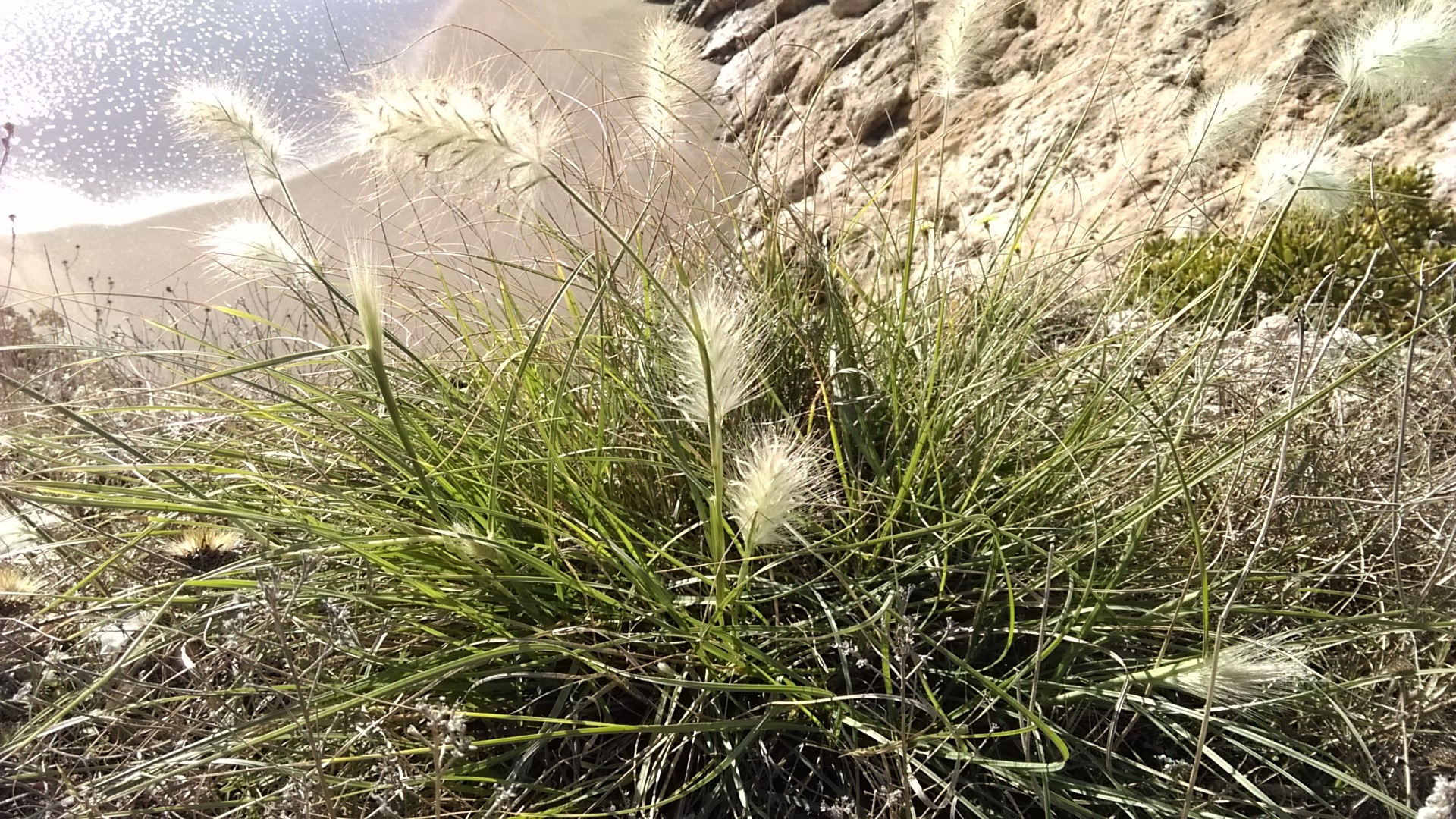 Cenchrus longisetus - PictureThis