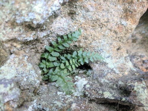 Bradley's spleenwort (Asplenium bradleyi) Flower, Leaf, Uses - PictureThis