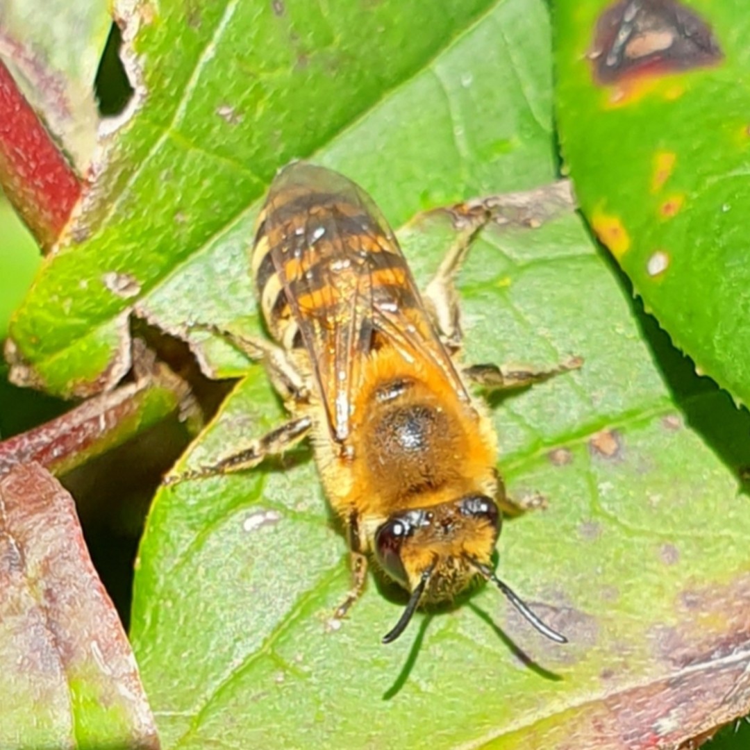 How to Pollinate Common bean? (Pollinators, Time Window, Enhance, and ...
