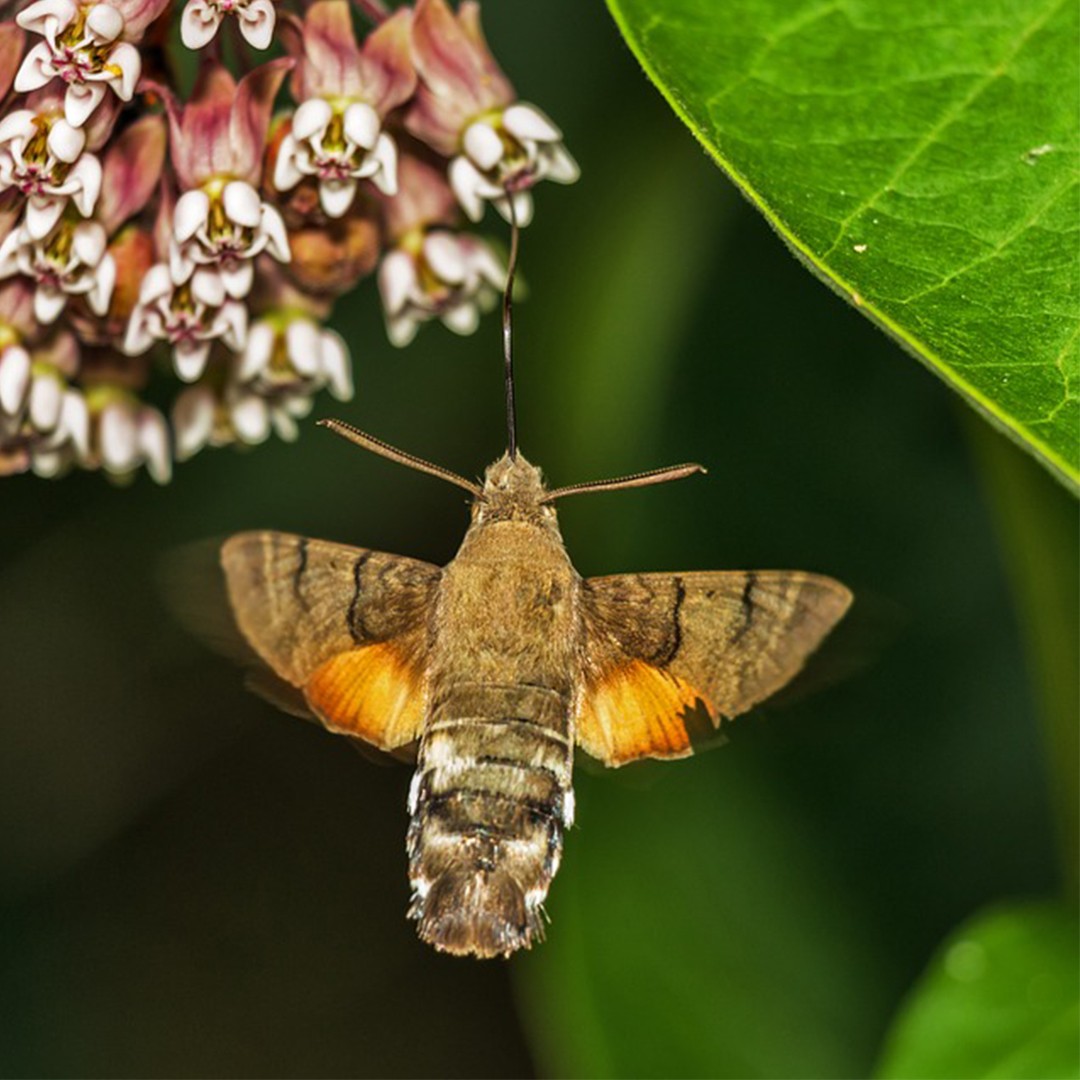 How to Pollinate False aloe? (Pollinators, Time Window, Enhance, and ...