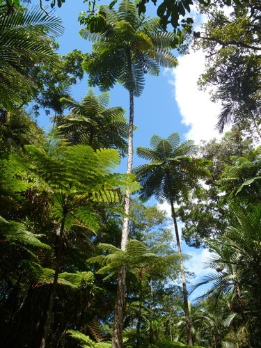 Sphaeropteris intermedia - PictureThis