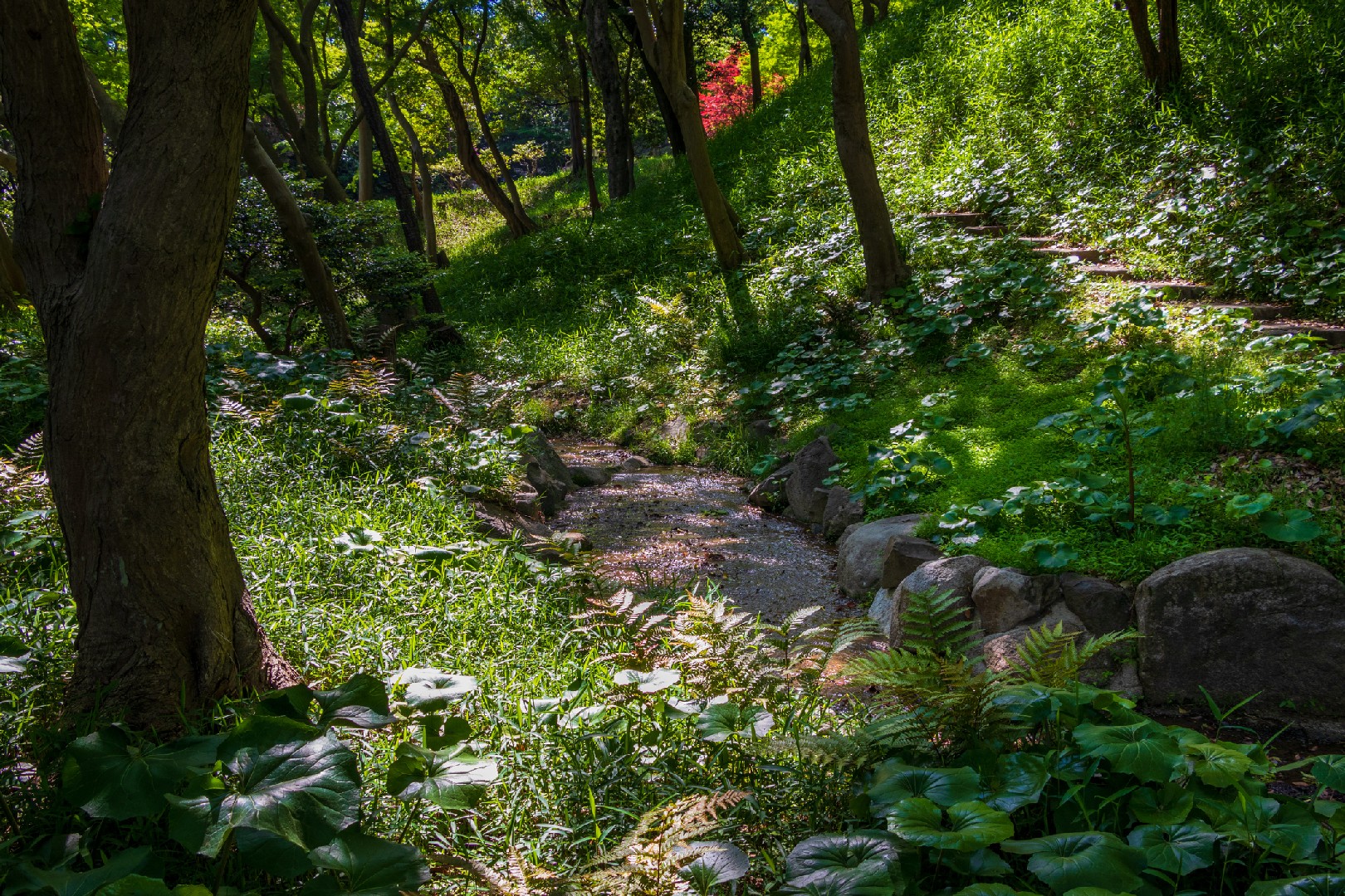 Embracing the Shade: How to Design Stunning Landscapes for Areas with ...