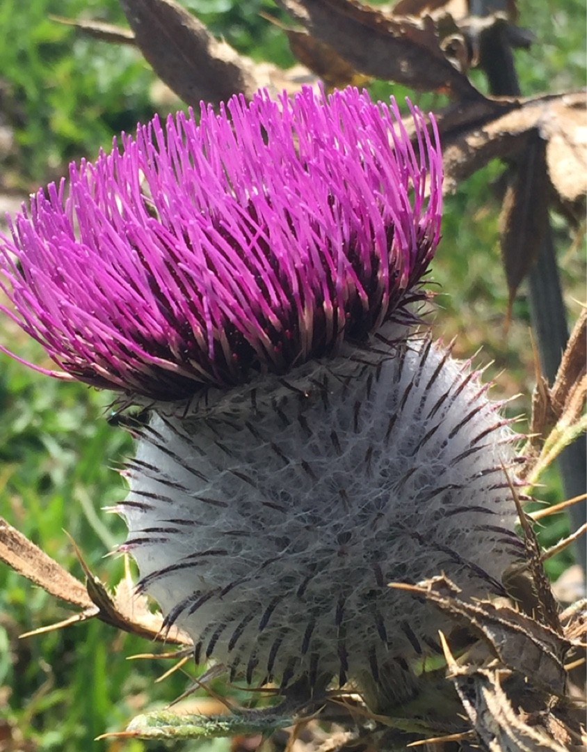 엉겅퀴속 (Cirsium) - PictureThis