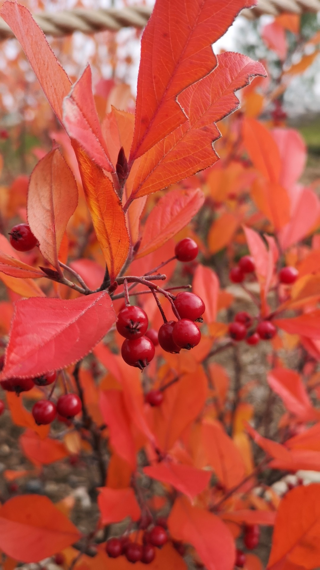 Aronia arbutifolia 'Brilliantissima' - PictureThis