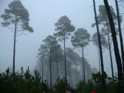 Pino chamaite (Pinus montezumae) - PictureThis